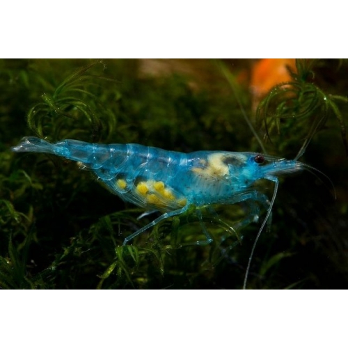 Caridina sp. Blue Jelly 1-1,5cm