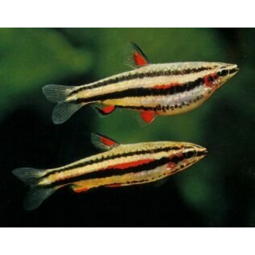 Nannostomus Marginatus