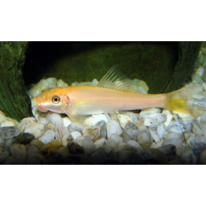 Siamese algeneter goud 4cm