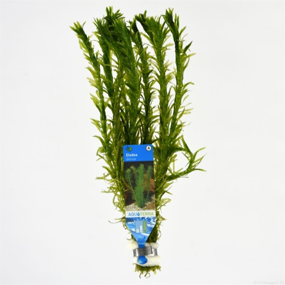 10x Elodea Densa bos