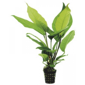 Anubias Heterophylla